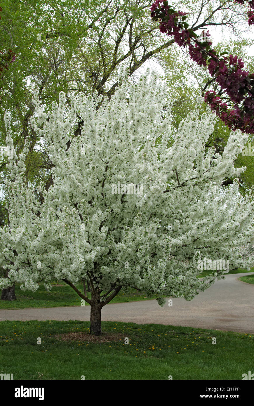 Malus " Zumi callicarpa " , photographed at the Arie den Boer garden in ...