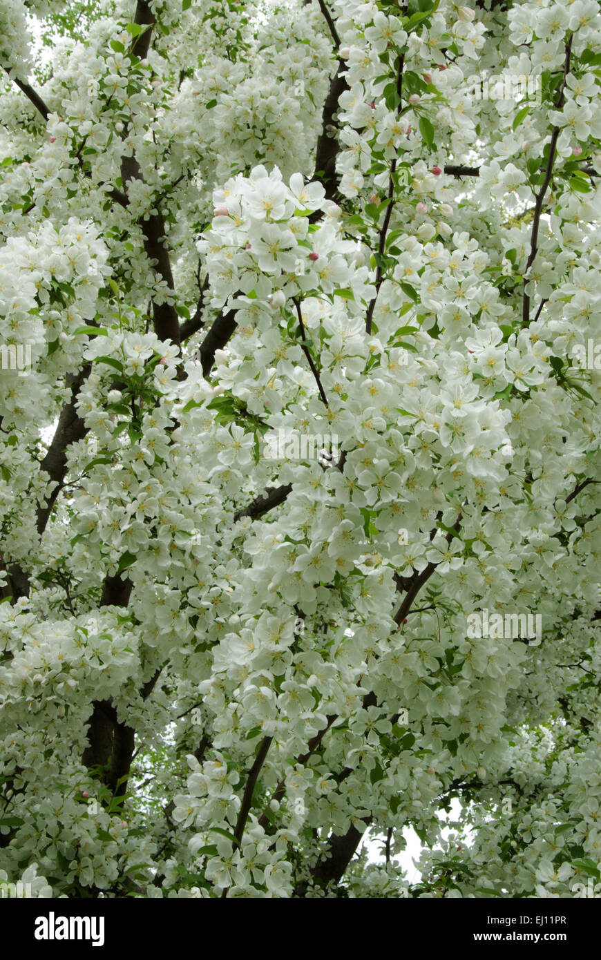 Malus " Zumi Calicarpa " , photographed at the Arie den Boer garden in ...