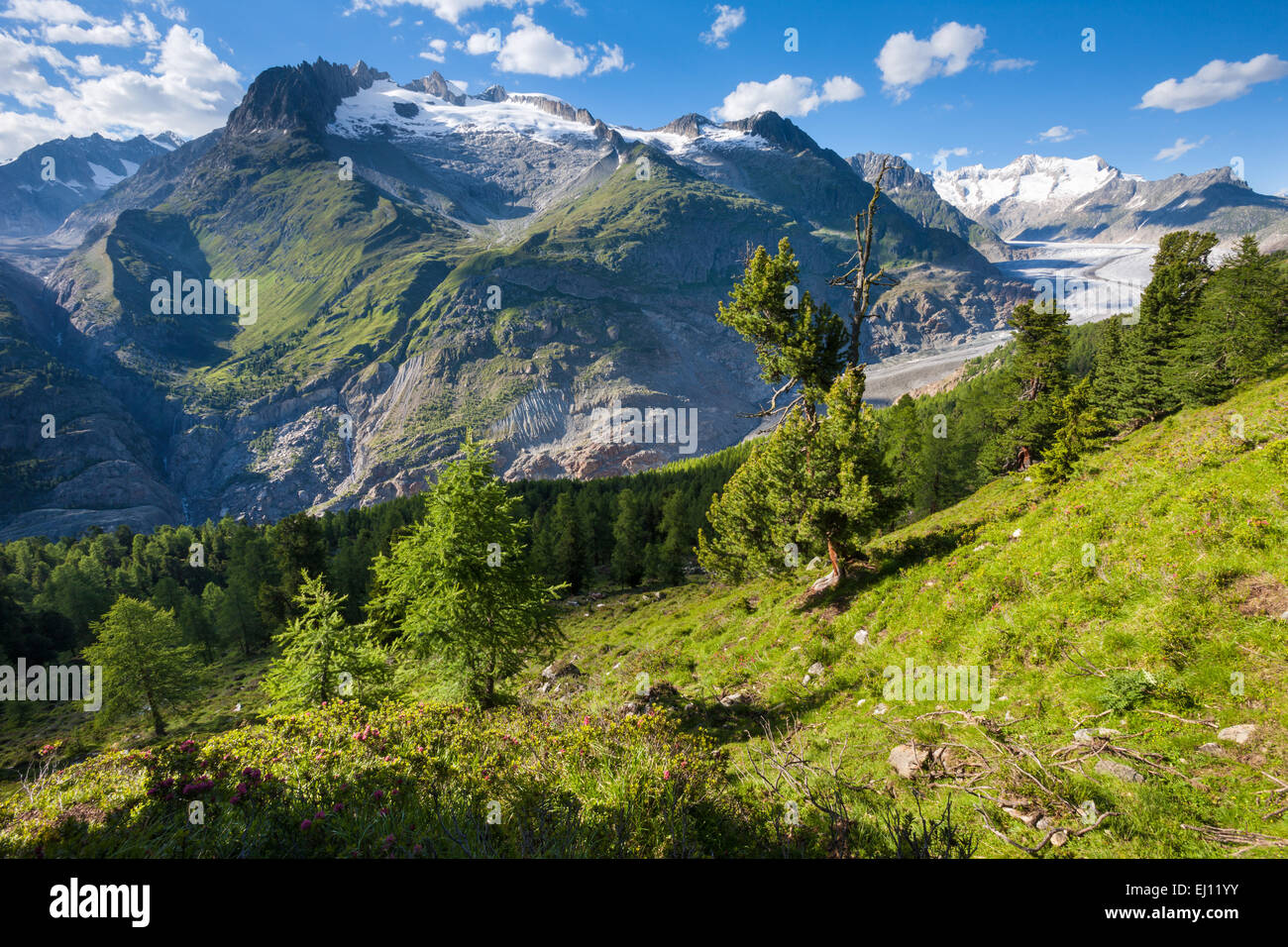 Aletschwald, Switzerland, Europe, canton, Valais, Wallis, Aletsch area ...