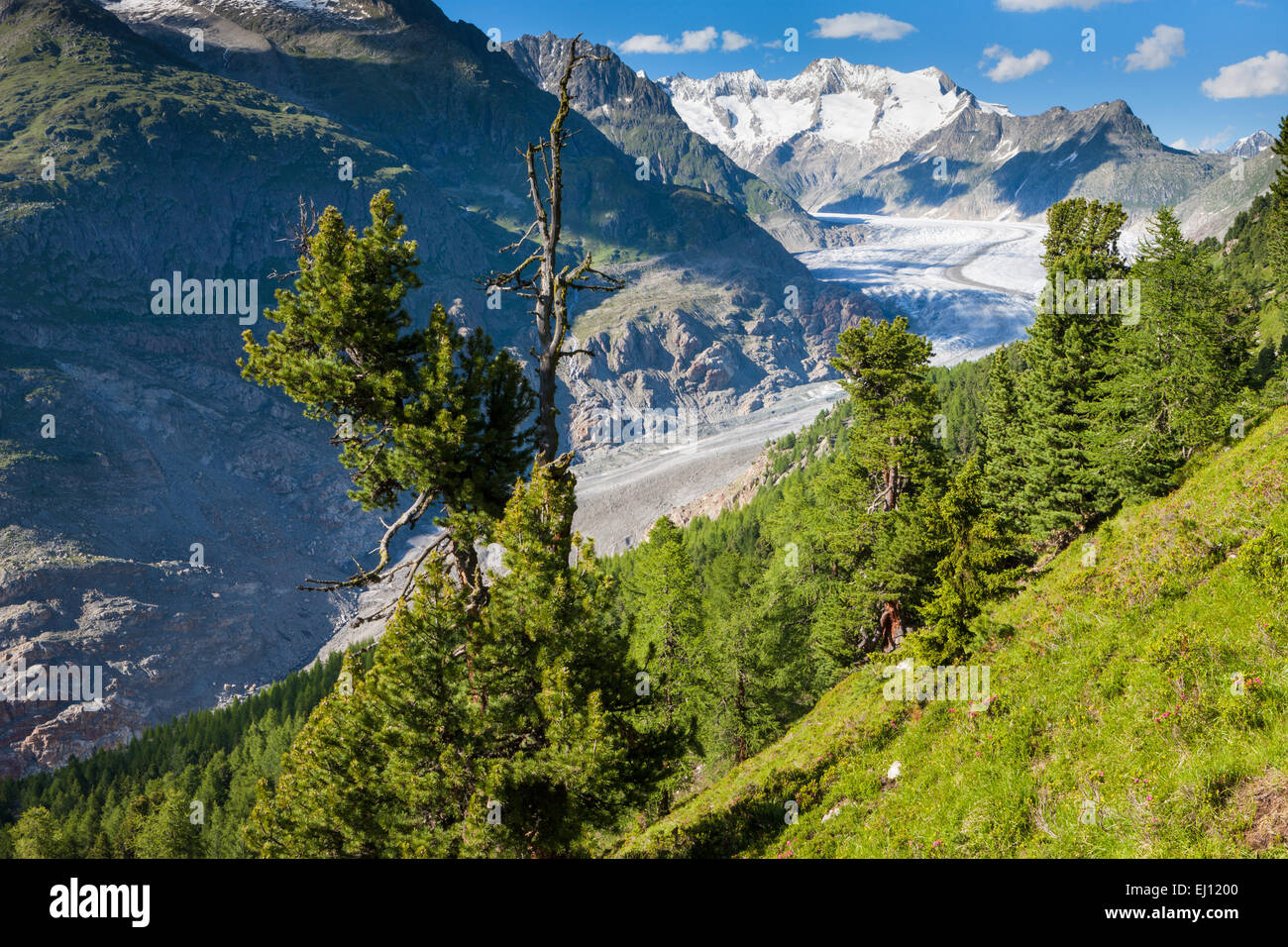 Aletschwald, Switzerland, Europe, canton, Valais, Wallis, Aletsch area ...