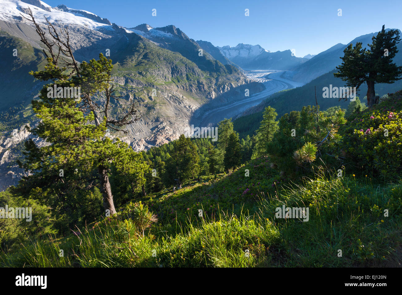 Aletschwald, Switzerland, Europe, canton, Valais, Wallis, Aletsch area ...