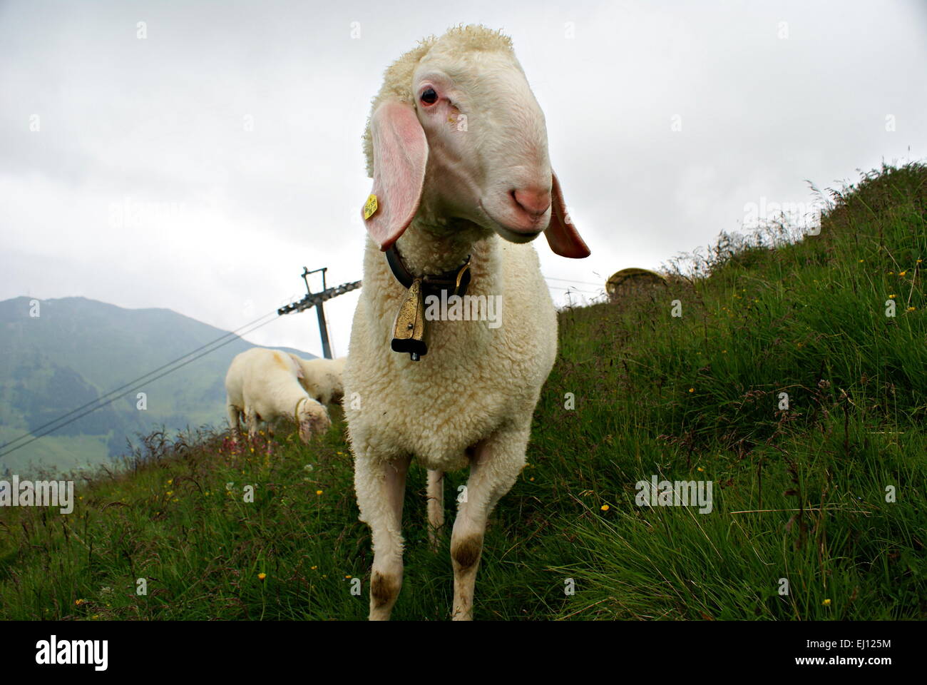 Austrian landscape with white sheep,in the Alps Mountains Stock Photo ...