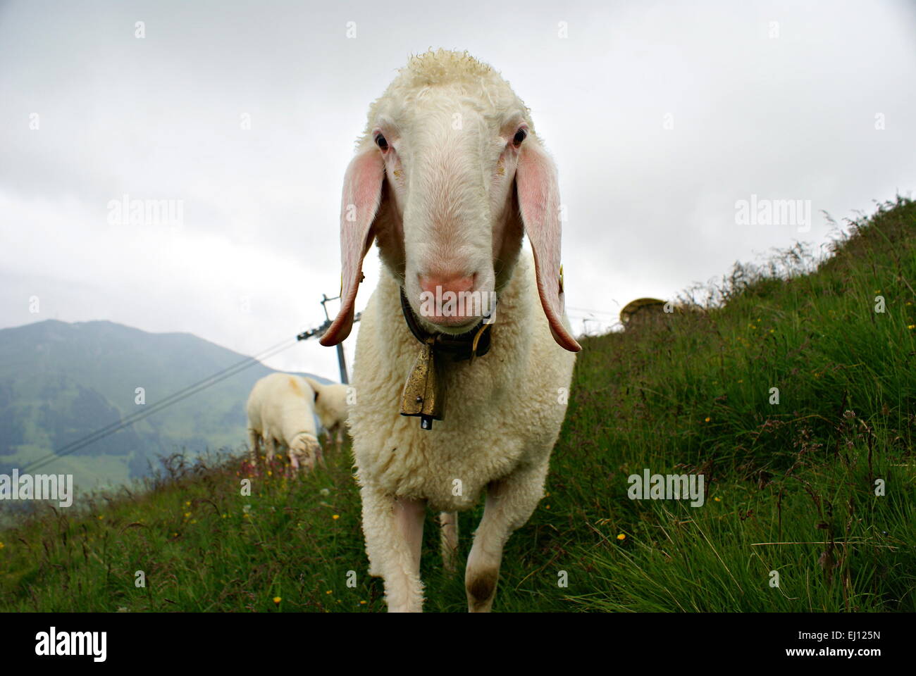 Austrian landscape with white sheep,in the Alps Mountains Stock Photo ...