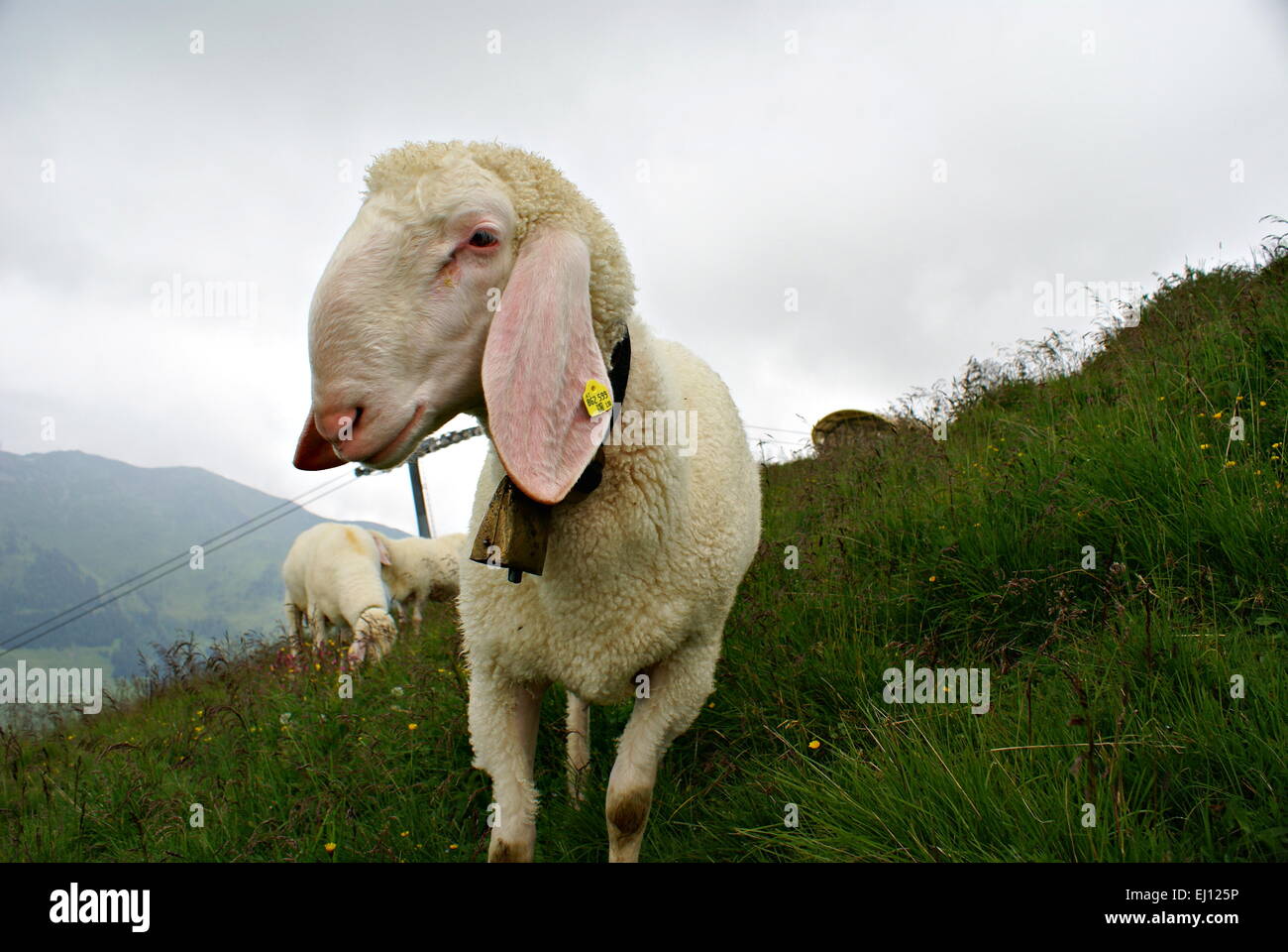 Austrian landscape with white sheep,in the Alps Mountains Stock Photo ...