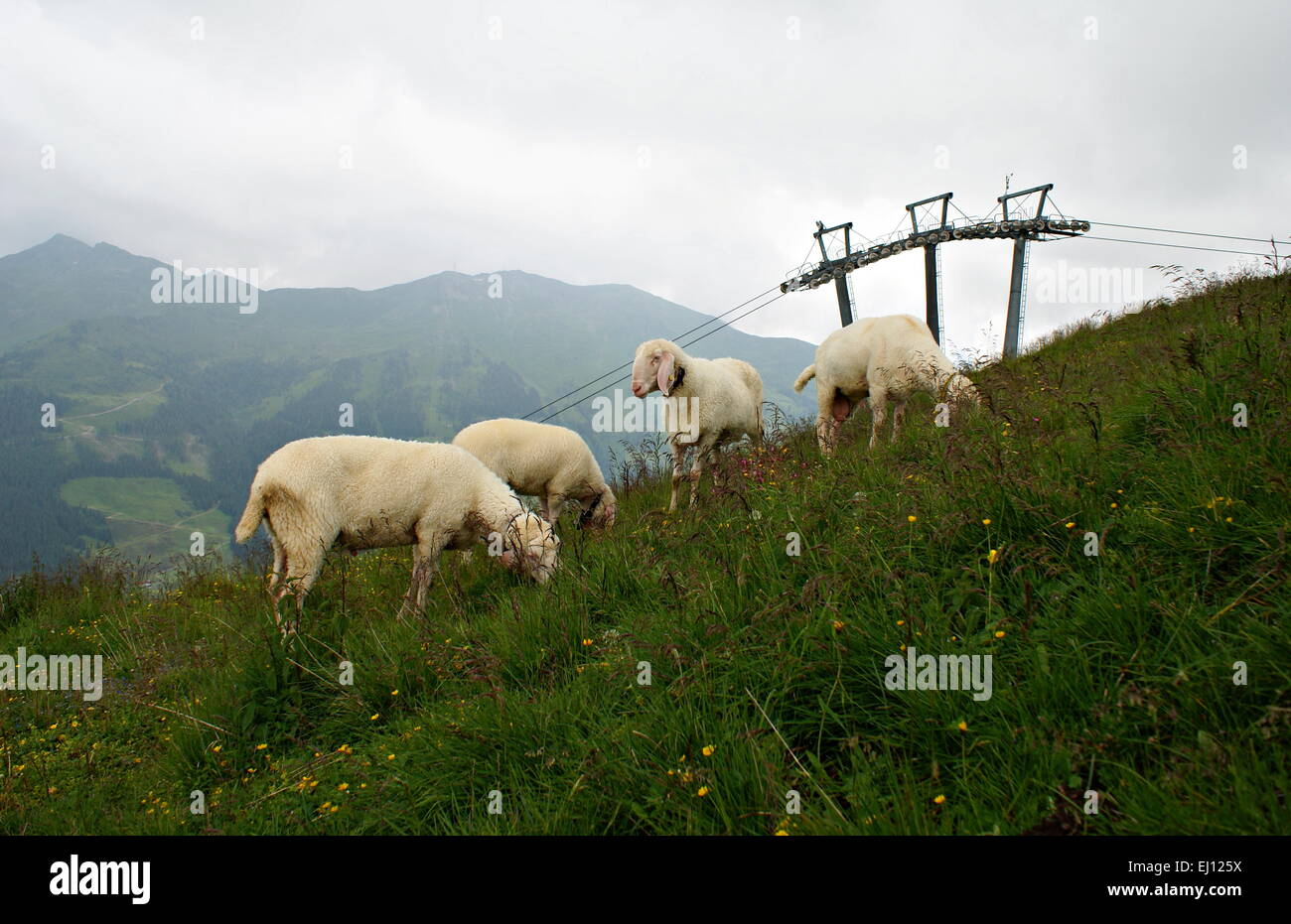 Austrian landscape with white sheep,in the Alps Mountains Stock Photo ...