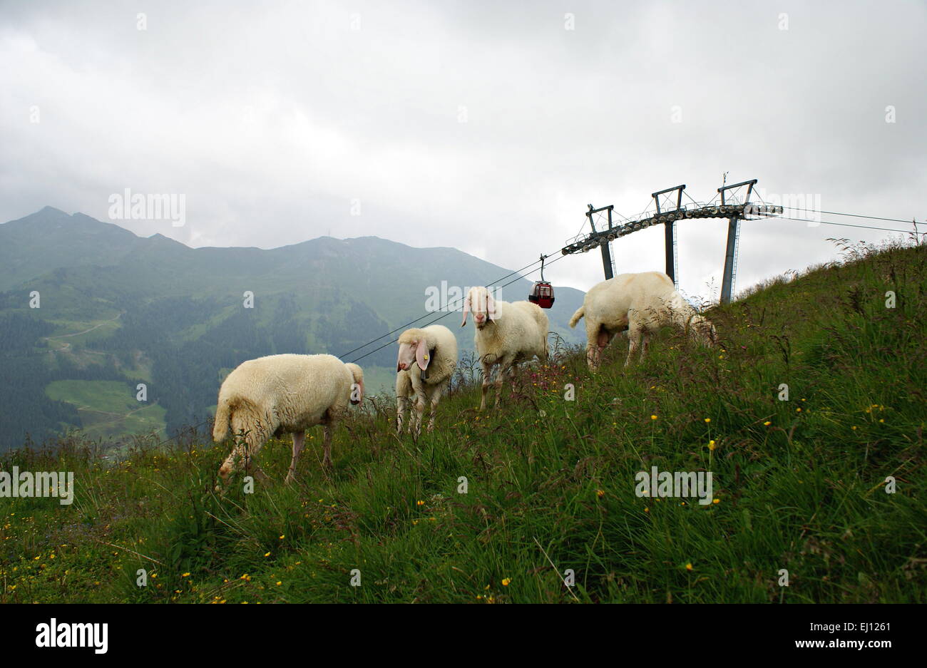 Austrian landscape with white sheep,in the Alps Mountains Stock Photo ...