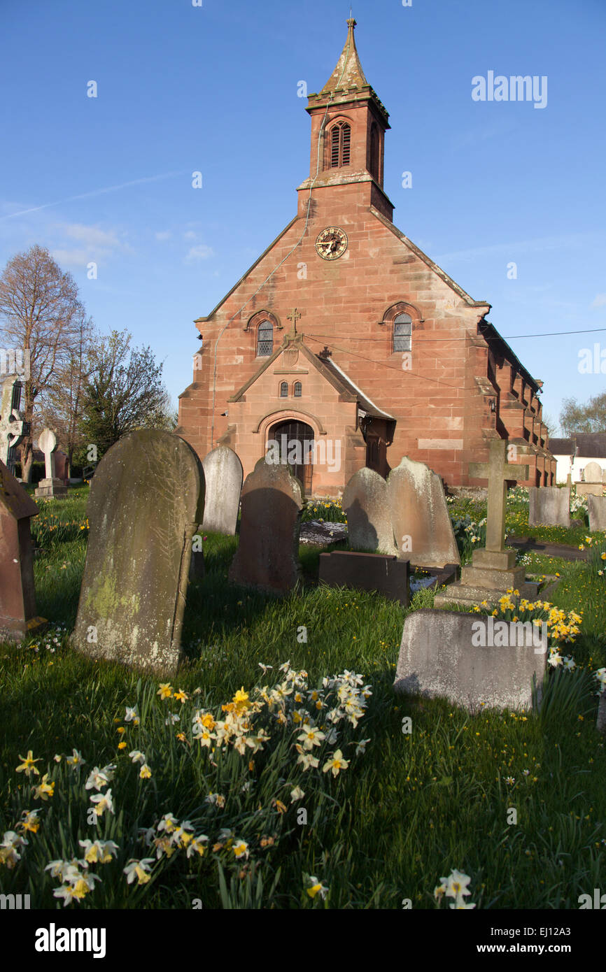 Village of Coddington, England. Spring view of daffodils in front of St ...