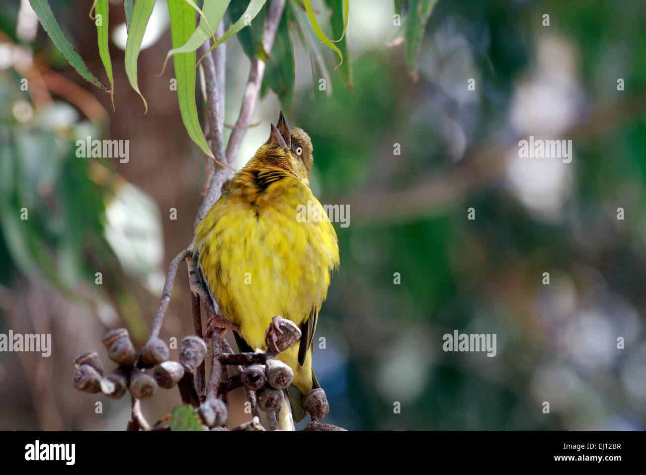 Chirping bird hi-res stock photography and images - Alamy