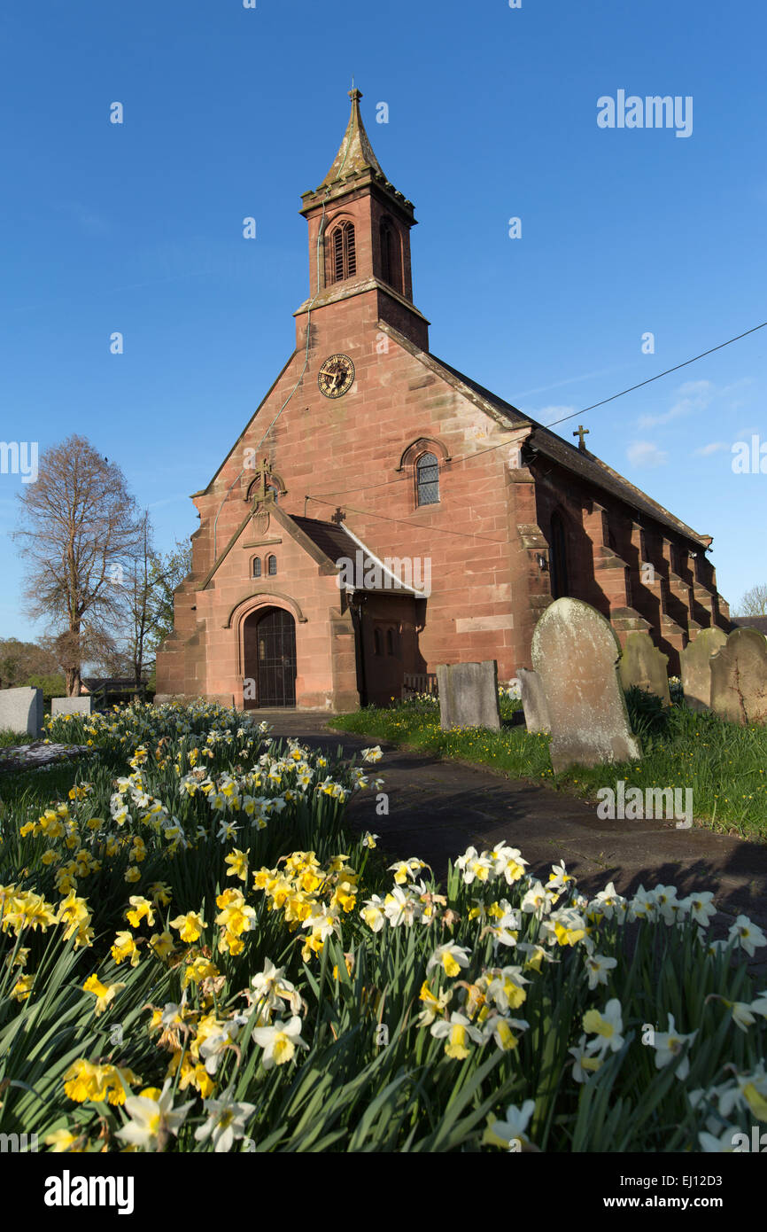 Village of Coddington, England. Spring view of daffodils in front of St ...