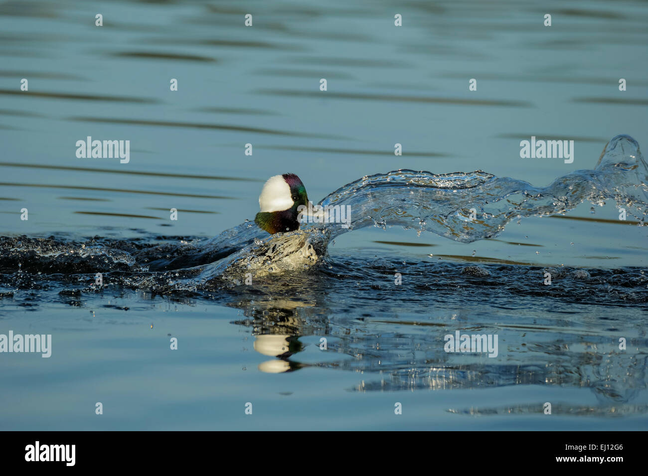 Bufflehead duck drake landing on Esquimalt Lagoon-Victoria, British ...