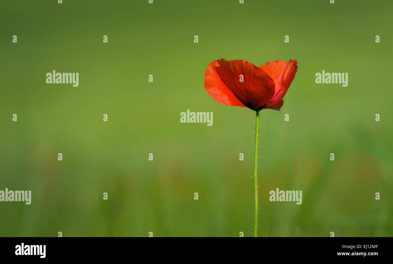 Single red poppy Stock Photo - Alamy