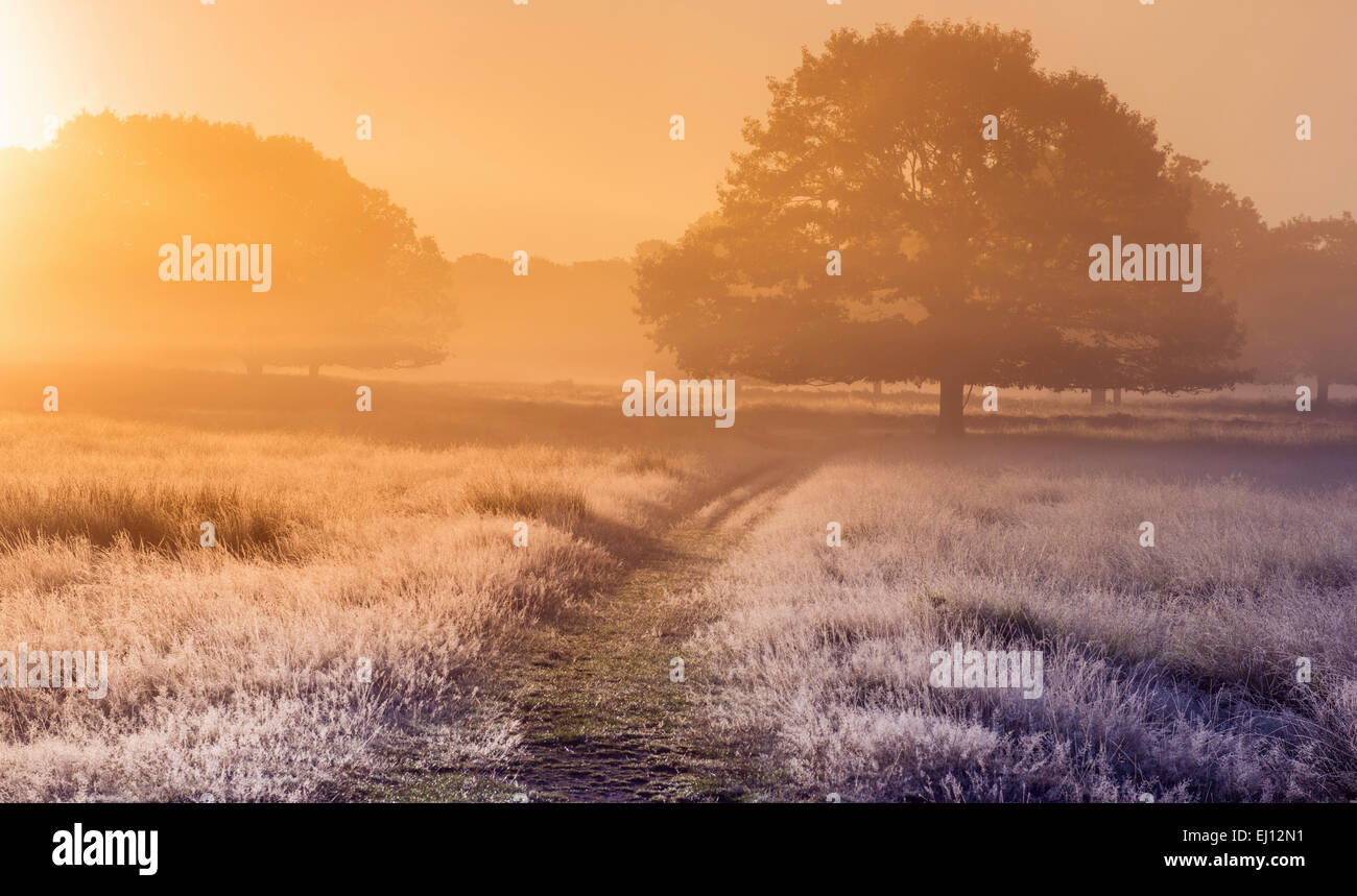 Wonderful sunrise in cold autumn morning, Richmond park, London Stock ...
