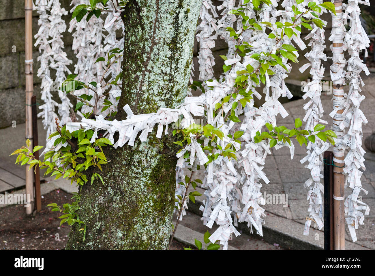 Paper prayers tied tree shinto hi-res stock photography and images - Alamy