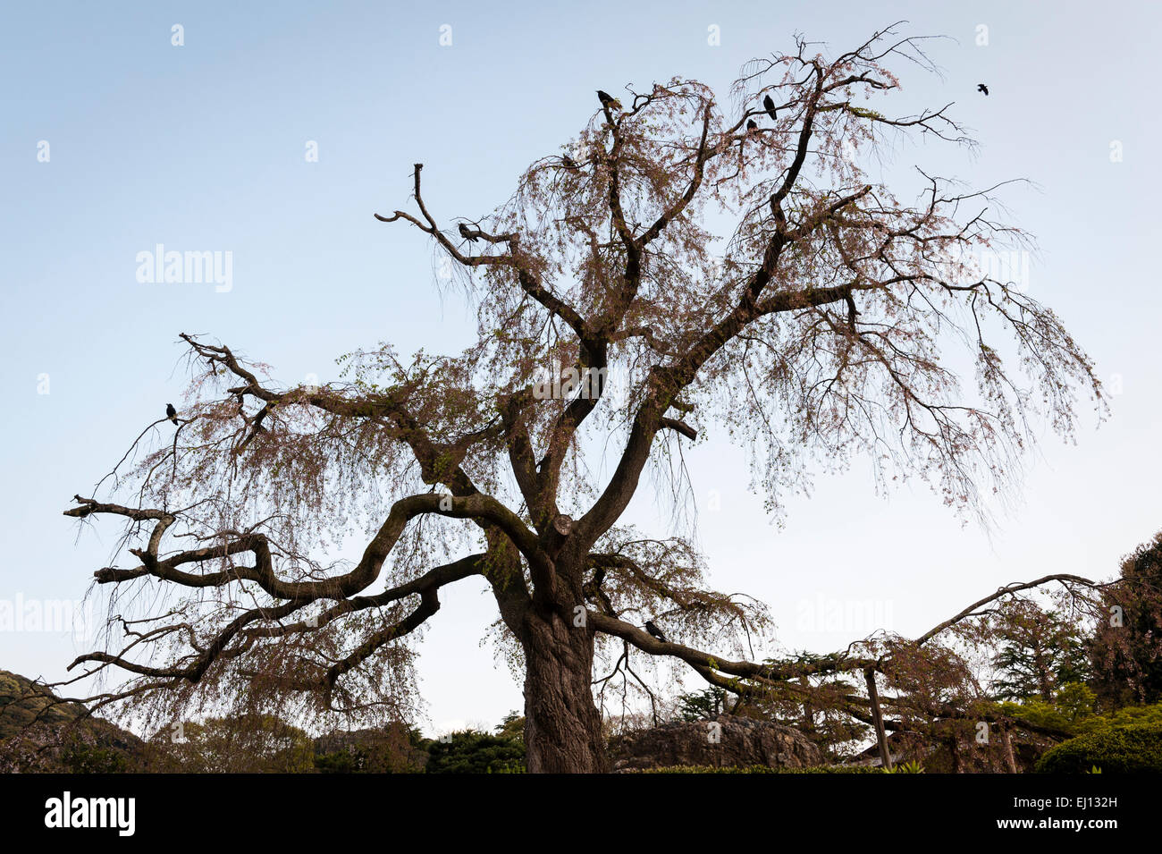 The famous ancient weeping cherry tree (prunus pendula) in the centre ...