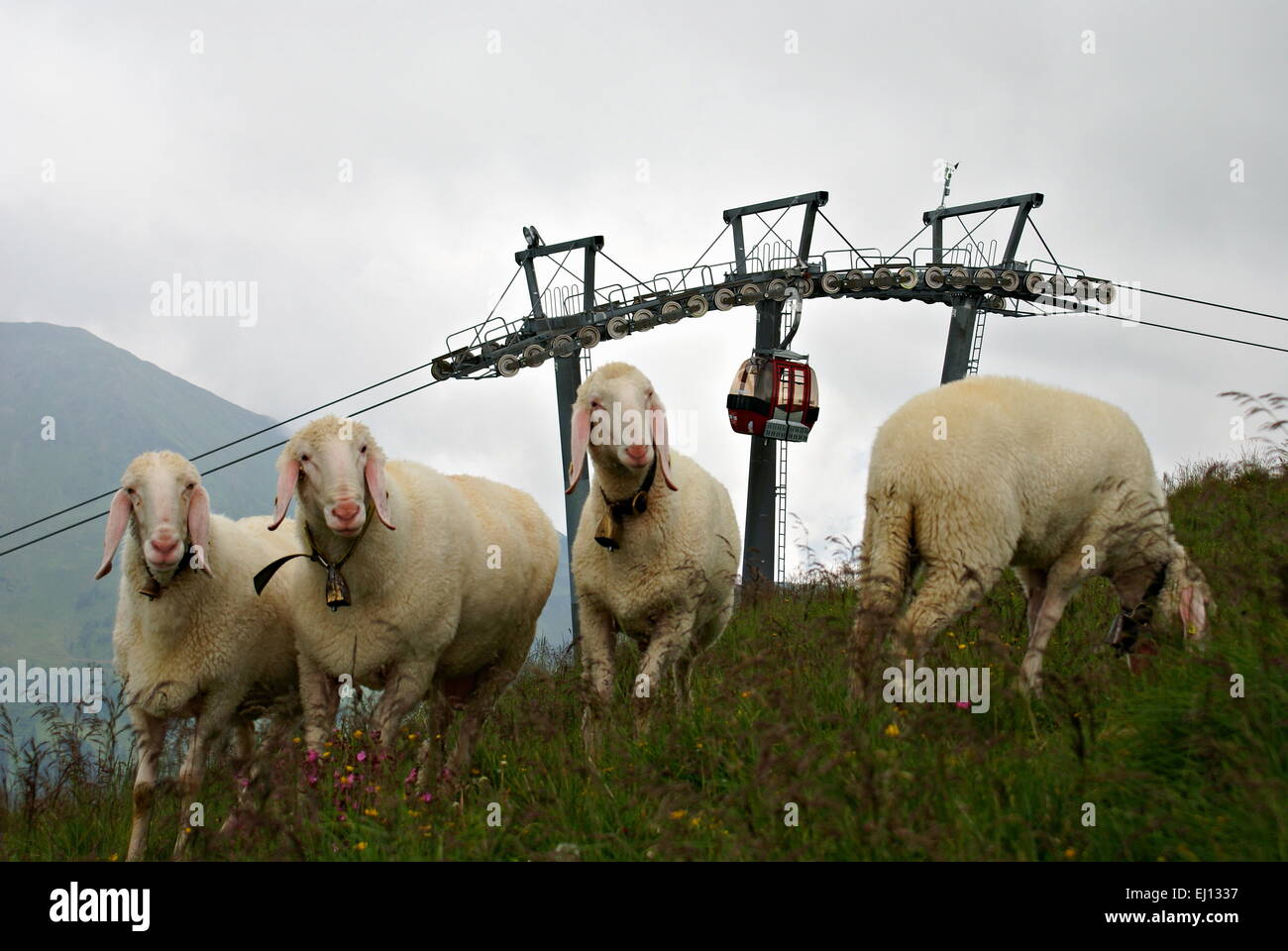 Austrian landscape with white sheep,in the Alps Mountains Stock Photo ...