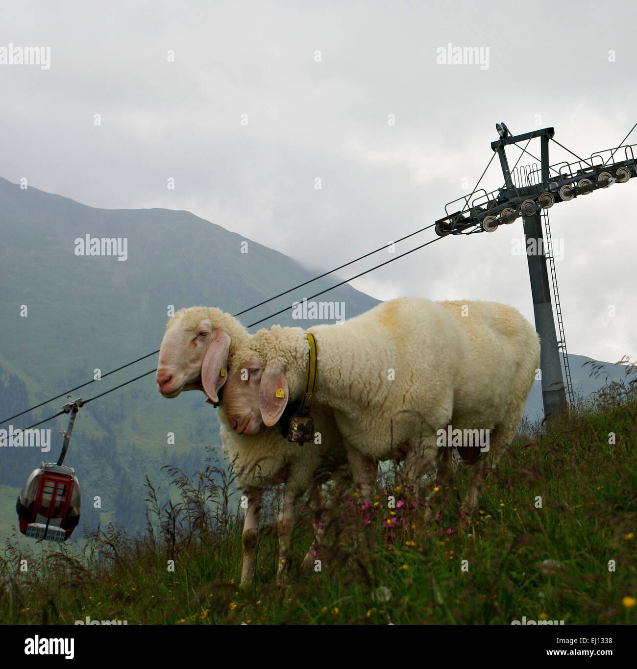 Austrian landscape with white sheep,in the Alps Mountains Stock Photo ...
