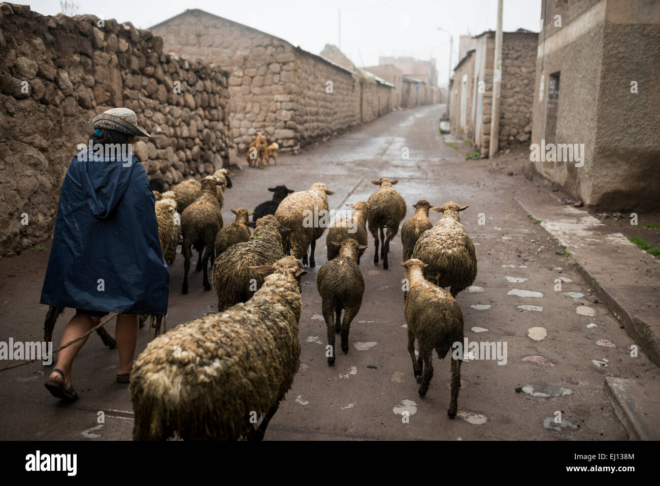 Sheep farming cabanaconde hi-res stock photography and images - Alamy