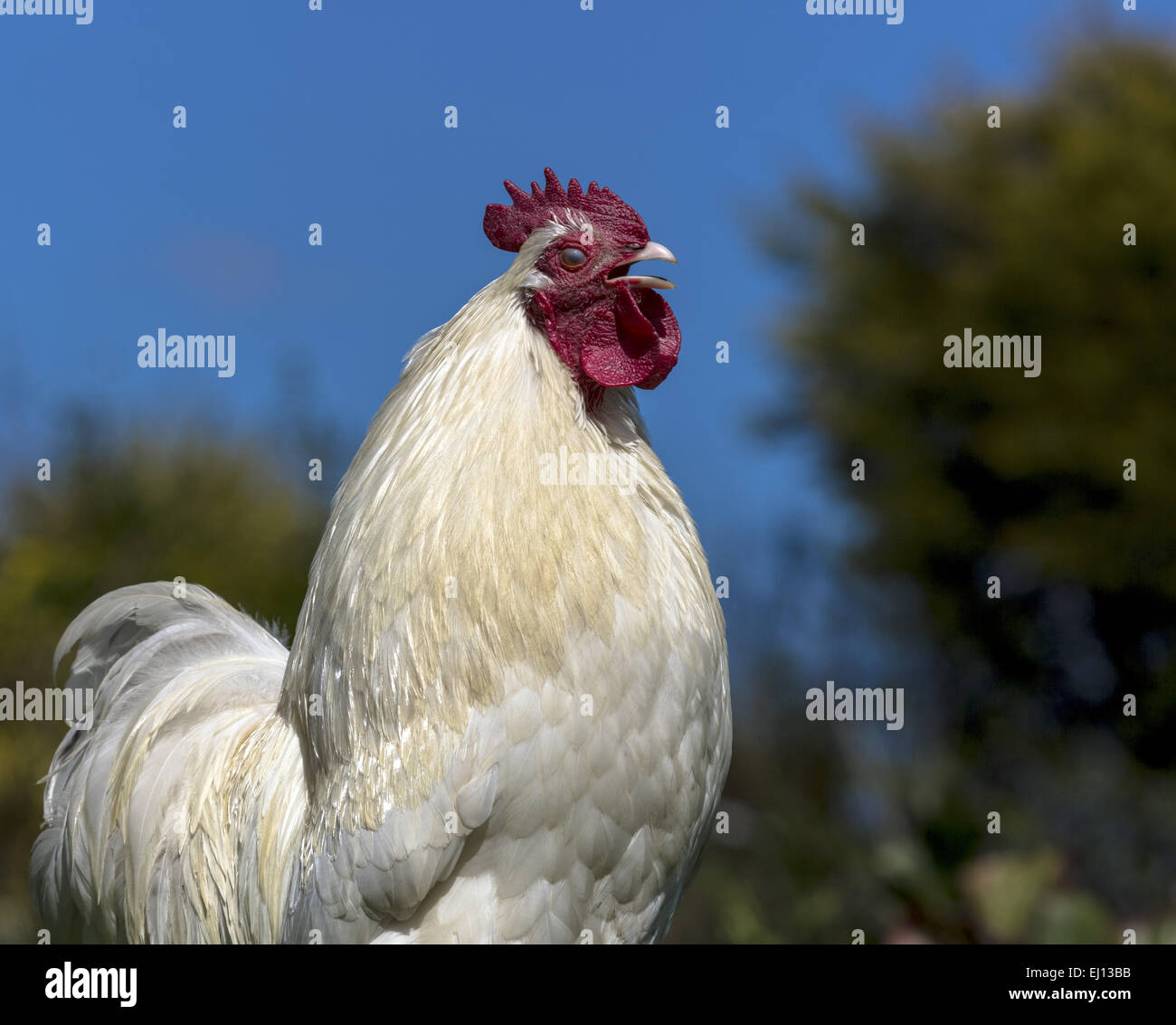 White Bantam cockerel crowing Stock Photo - Alamy