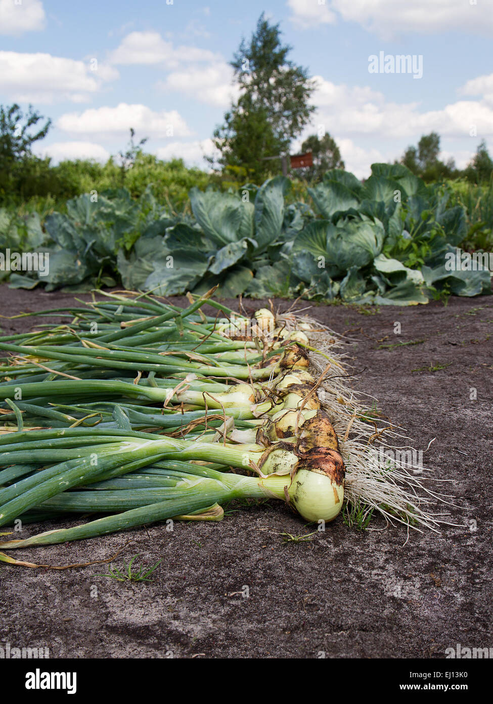 Country vegetable garden hi-res stock photography and images - Alamy