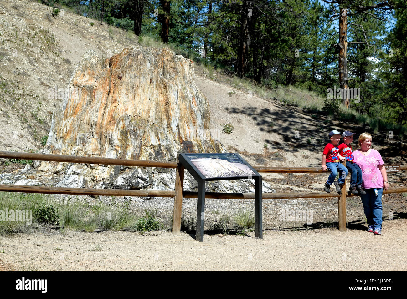 Fossil tree stump in hi-res stock photography and images - Alamy