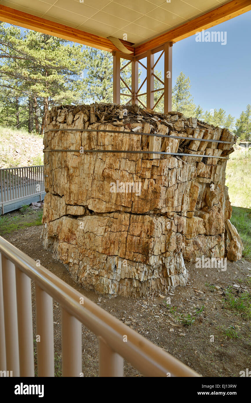 Petrified redwood tree hi-res stock photography and images - Alamy