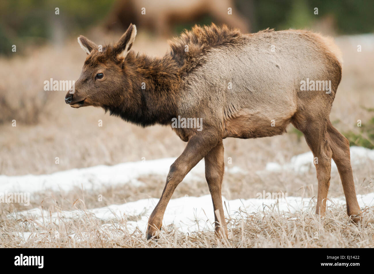 Wild mountain Elk, Banff National Park Alberta Canada Stock Photo - Alamy