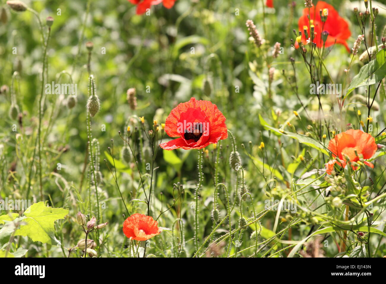 Poppy feild hi-res stock photography and images - Alamy