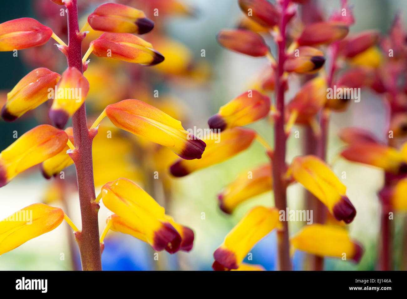 Lachenalia namakwa hi-res stock photography and images - Alamy