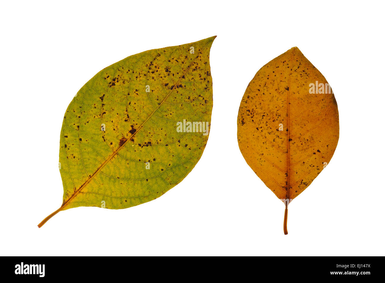 Lindera reflexa hi-res stock photography and images - Alamy