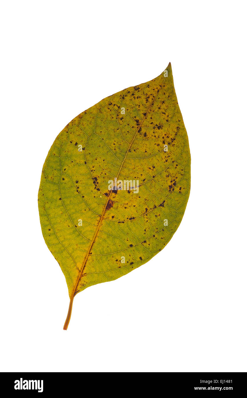 Spicewood / spicebush / Benjamin bush (Lindera reflexa) leaf in autumn ...