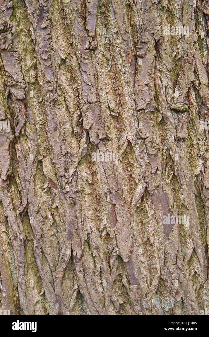 Sweet chestnut trunk uk hi-res stock photography and images - Alamy