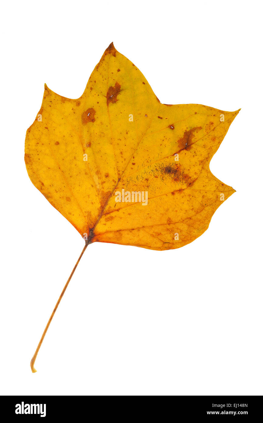 Tulip tree / Tulip poplar / Yellow poplar (Liriodendron tulipifera ...