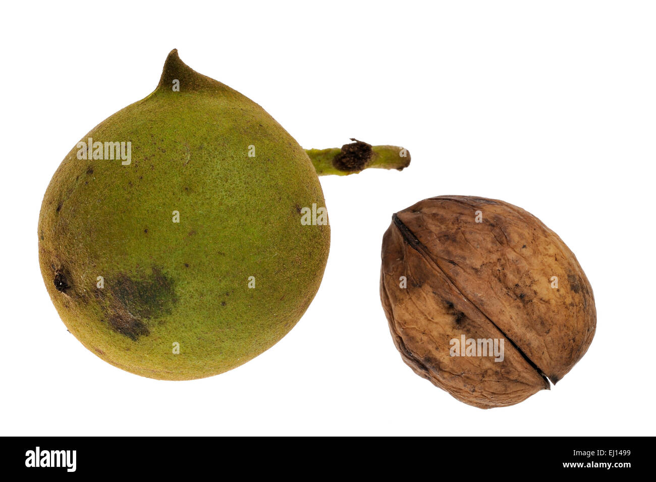 Common walnut / Persian walnut (Juglans regia) green fruit and hard nut ...