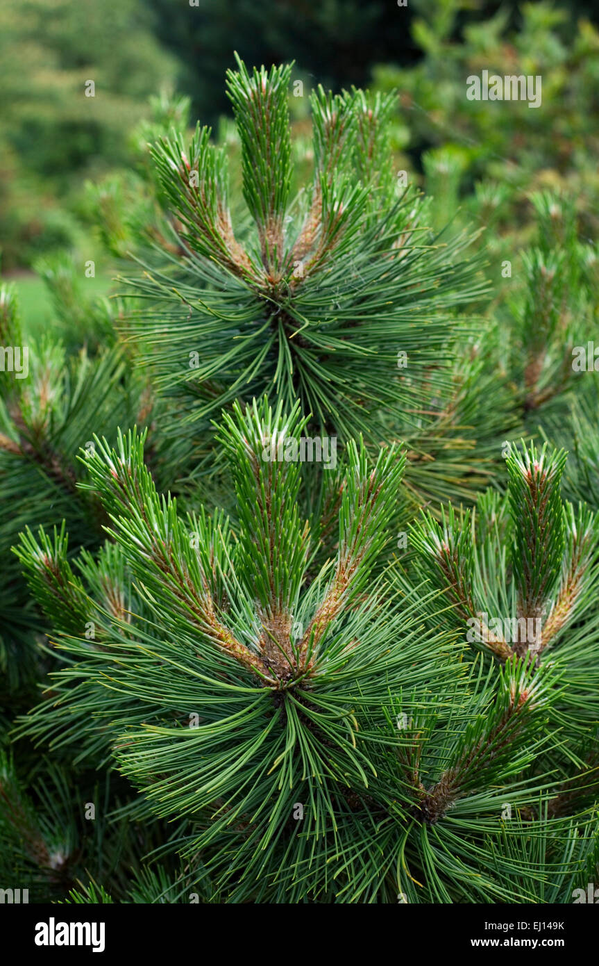 European black pine (Pinus nigra) native to southern Mediterranean ...