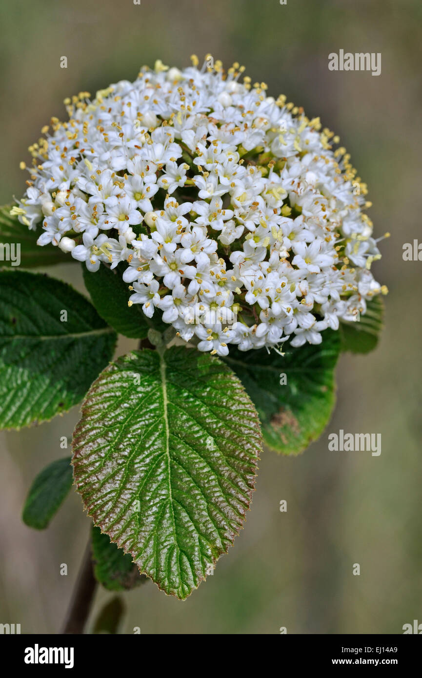 Wayfarer / wayfaring tree (Viburnum lantana) in flower Stock Photo - Alamy