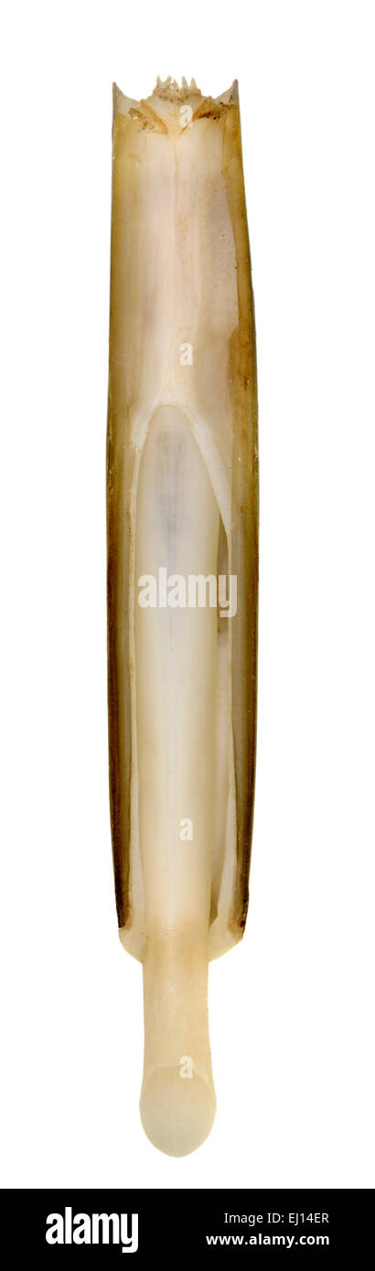 Ensis hi-res stock photography and images - Alamy