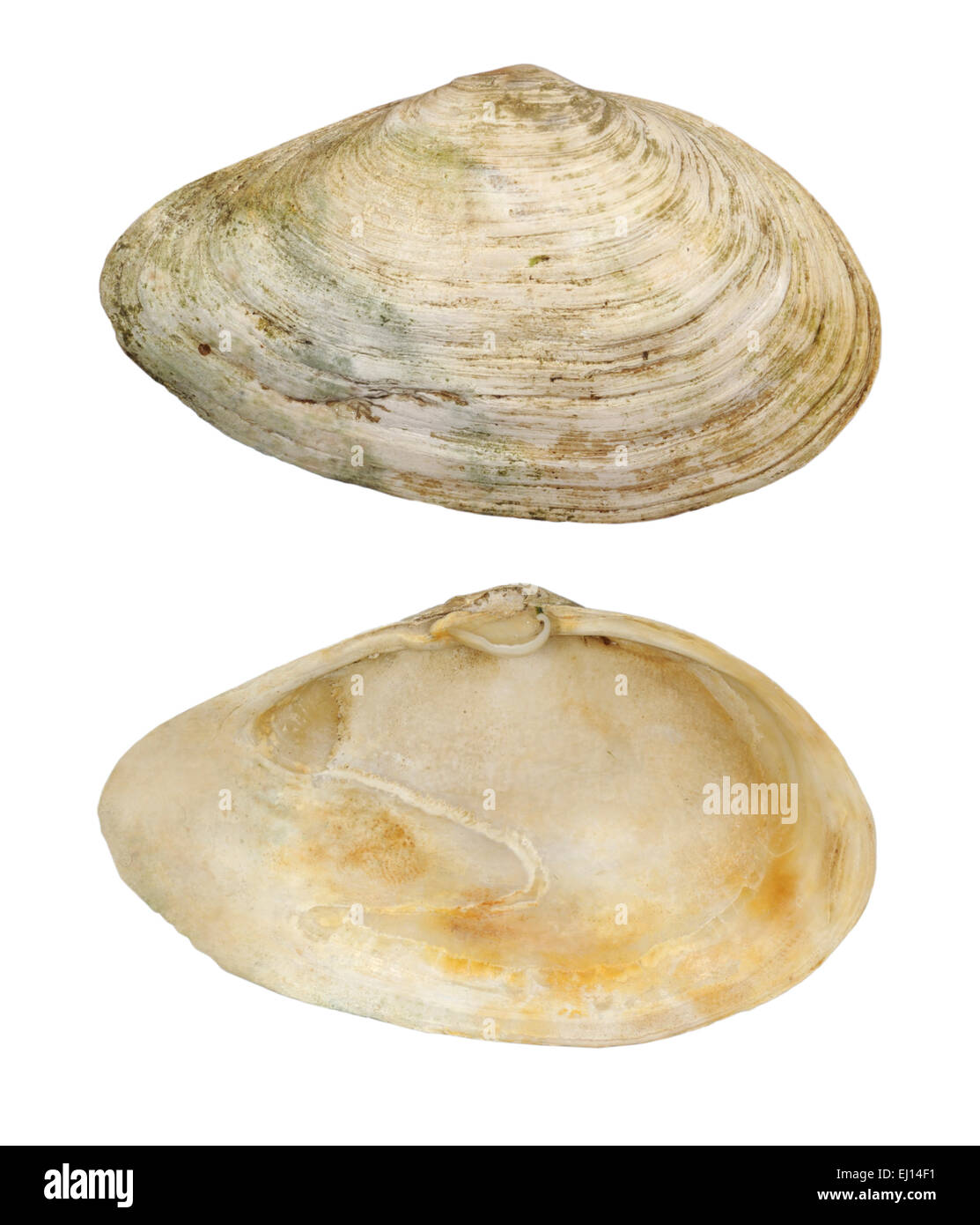 Mya arenaria hi-res stock photography and images - Alamy