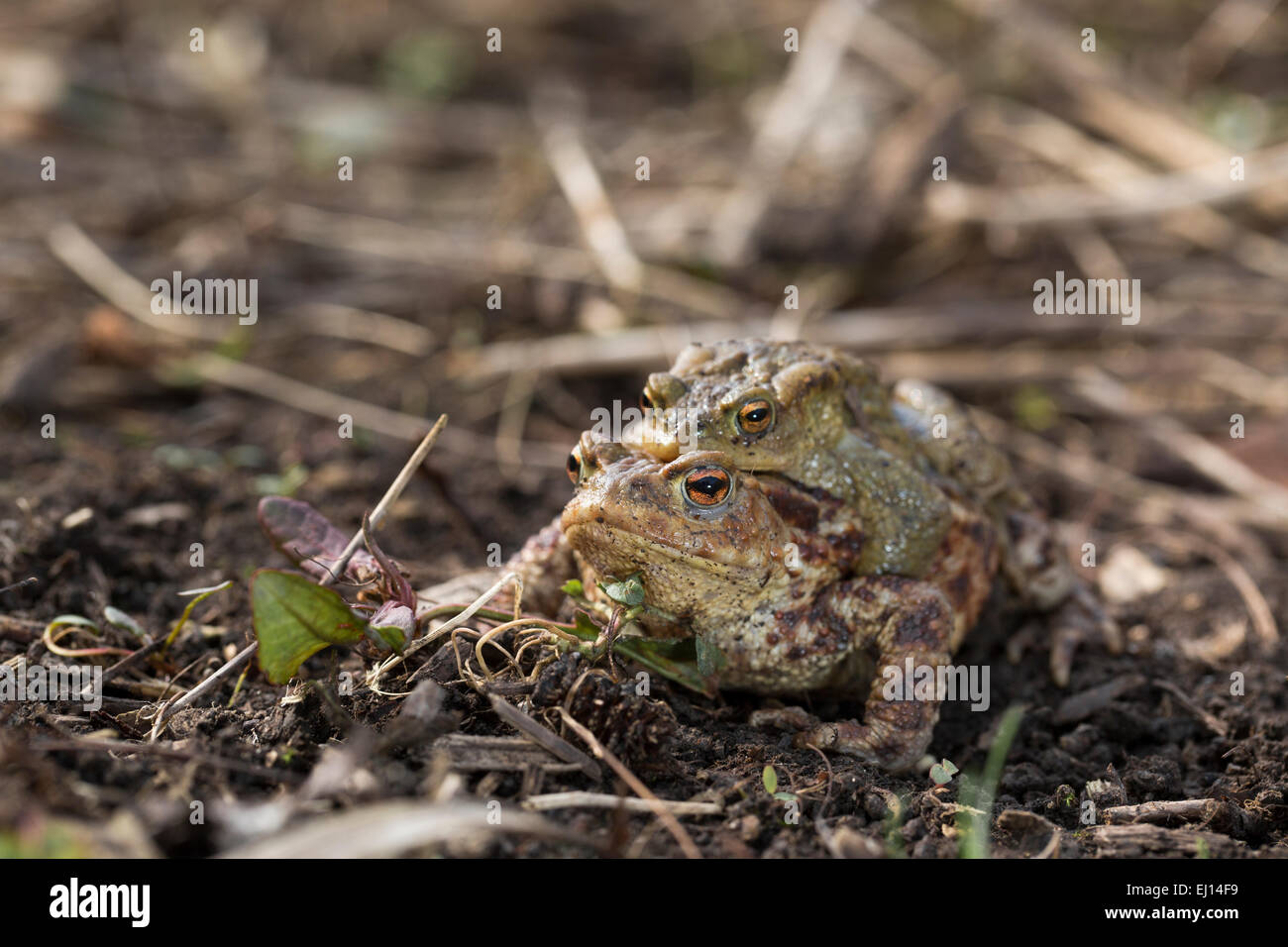 Toads mating in water hi-res stock photography and images - Alamy
