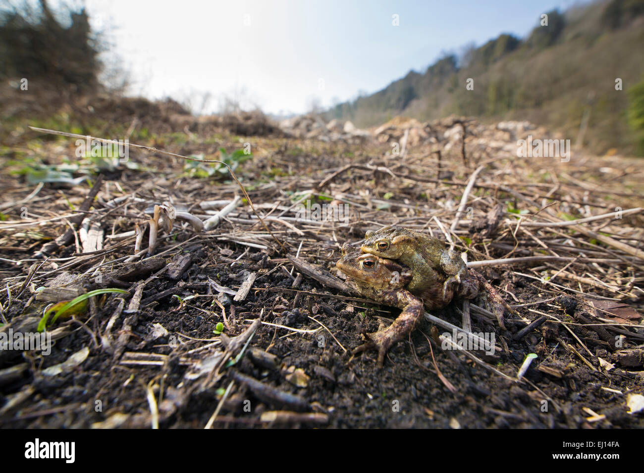 Toad spawn not frog hi-res stock photography and images - Alamy