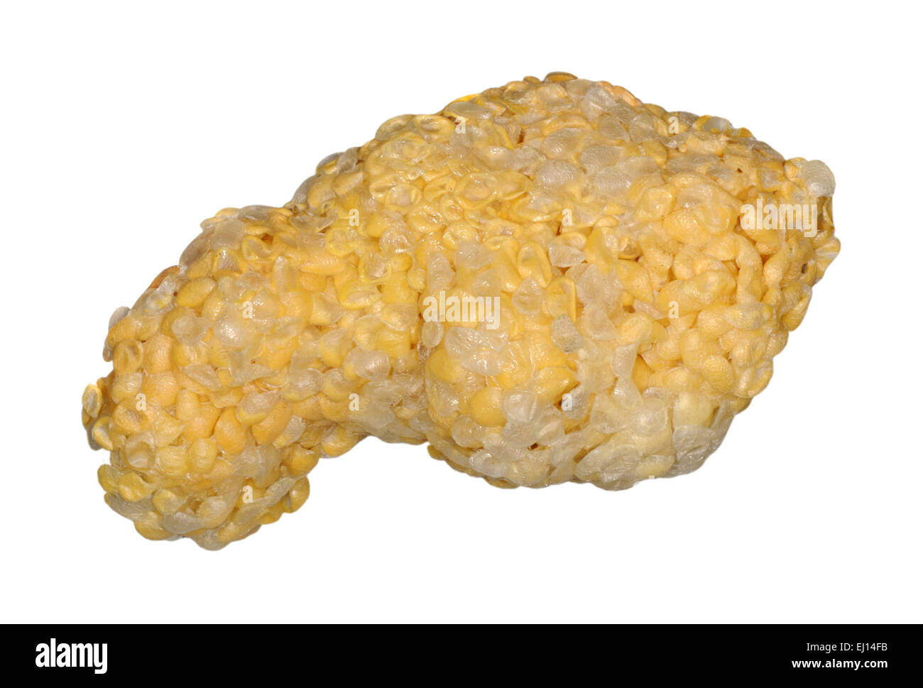 Common whelk shells hi-res stock photography and images - Alamy