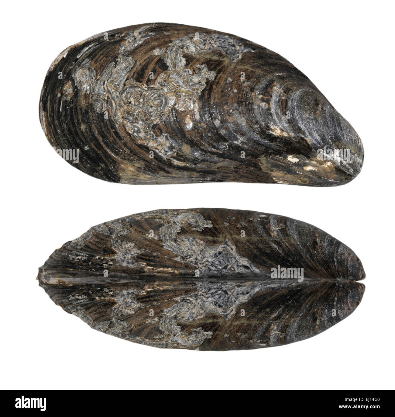 Horse-mussel - Modiolus modiolus Stock Photo - Alamy