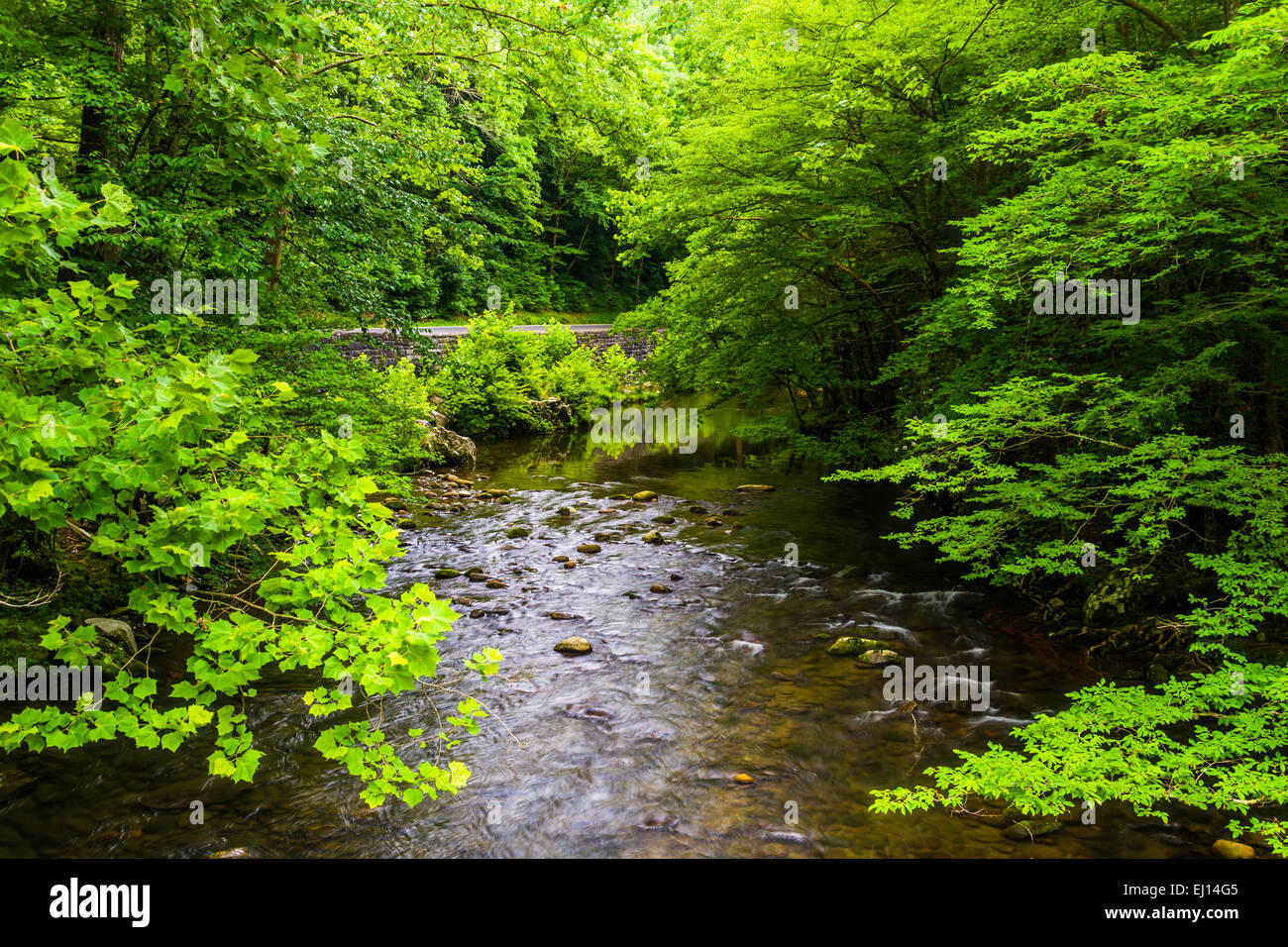 A small stream, at Great Smoky Mountains National Park, Tennessee Stock ...