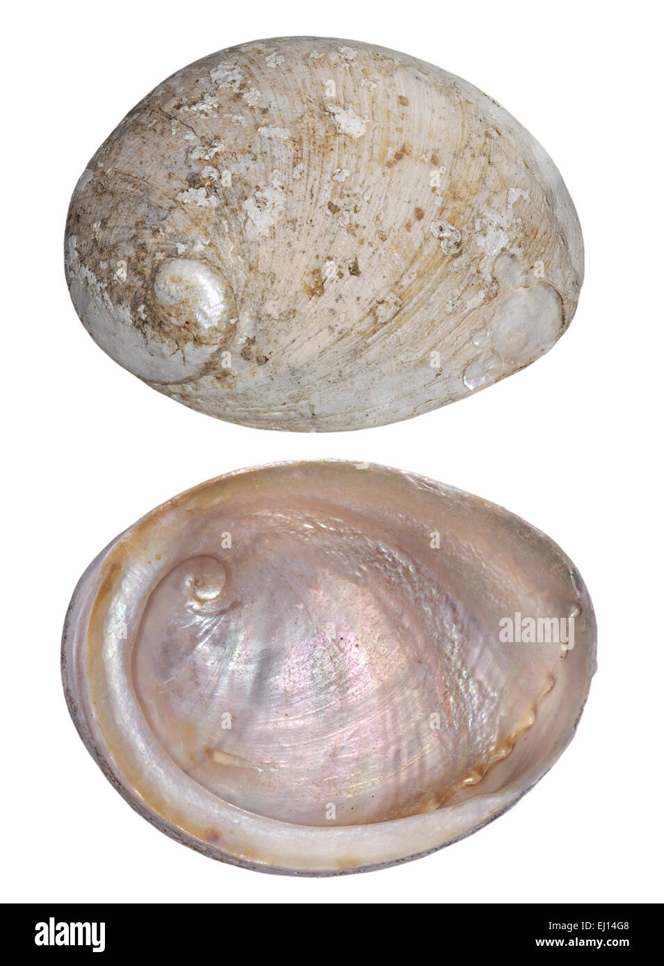 Ormer hi-res stock photography and images - Alamy