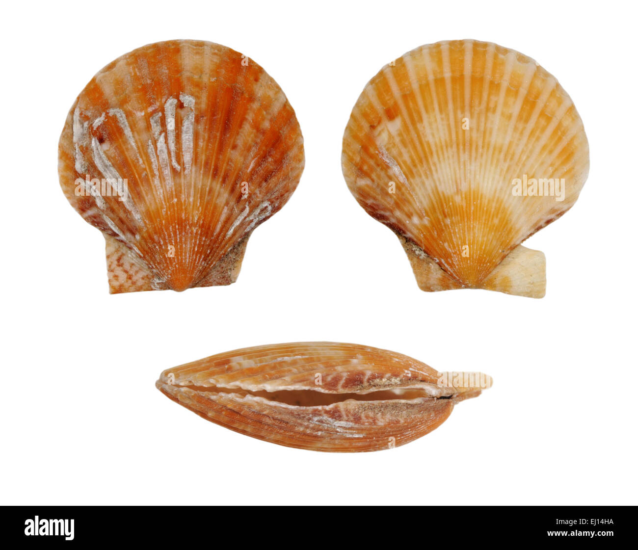 Queen scallop hi-res stock photography and images - Alamy