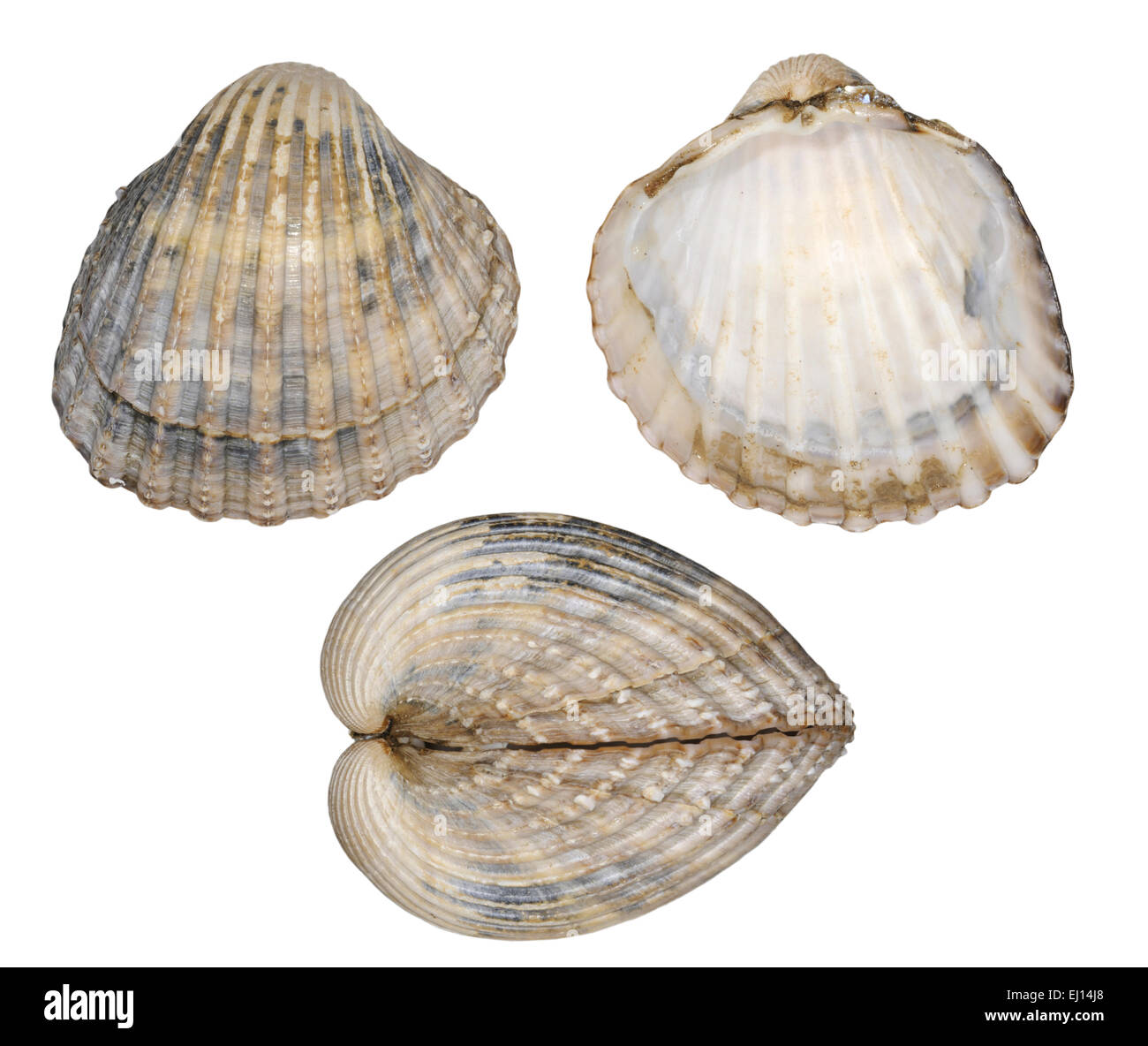 Spiny Cockle - Acanthocardia aculeata Stock Photo - Alamy