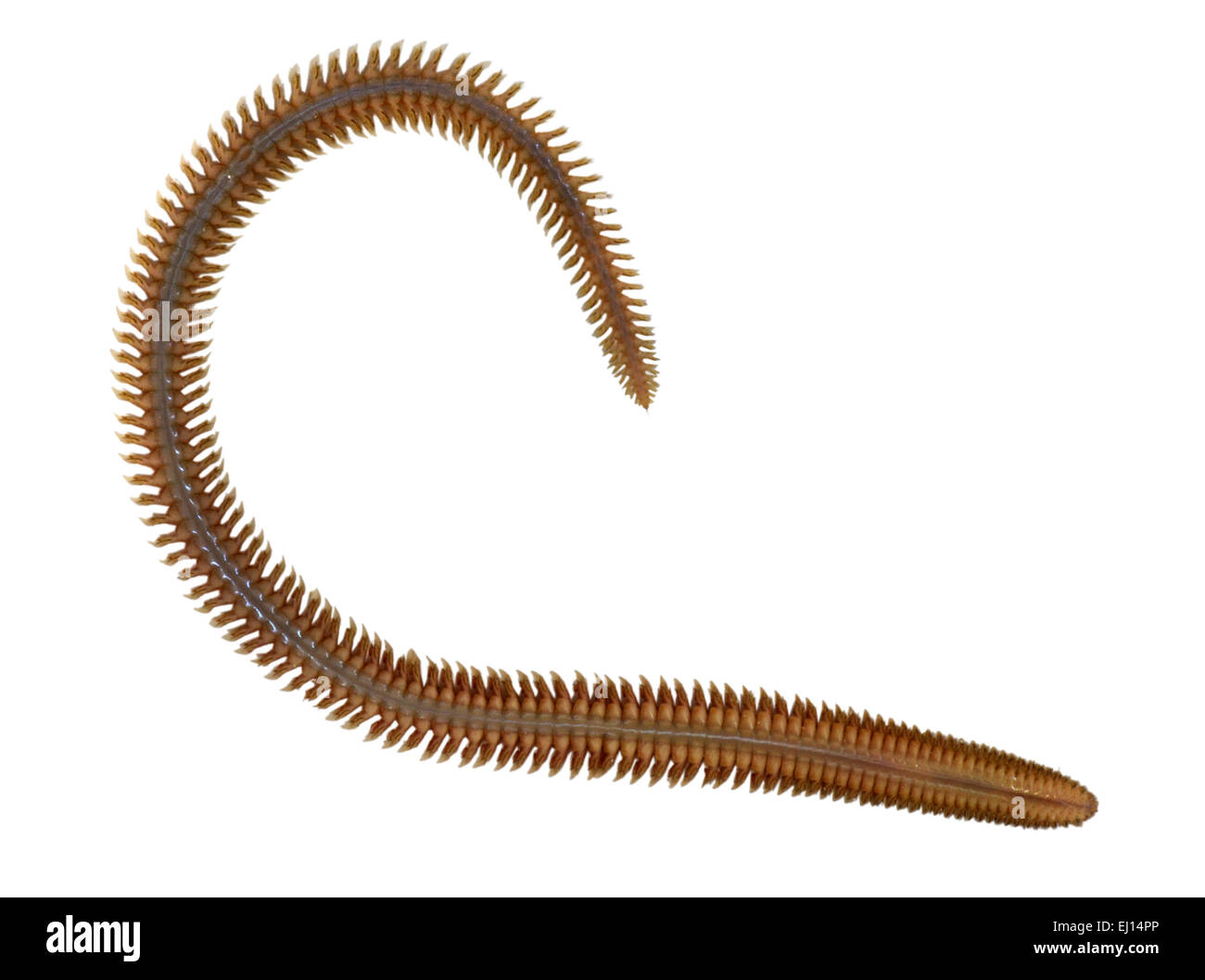 Catworm hi-res stock photography and images - Alamy
