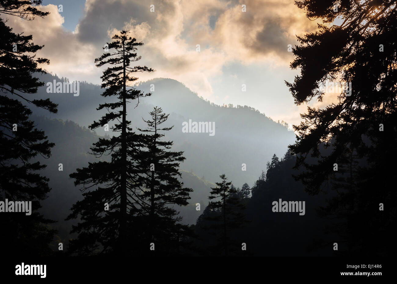 Evening view through pine trees from an overlook on Newfound Gap Road ...