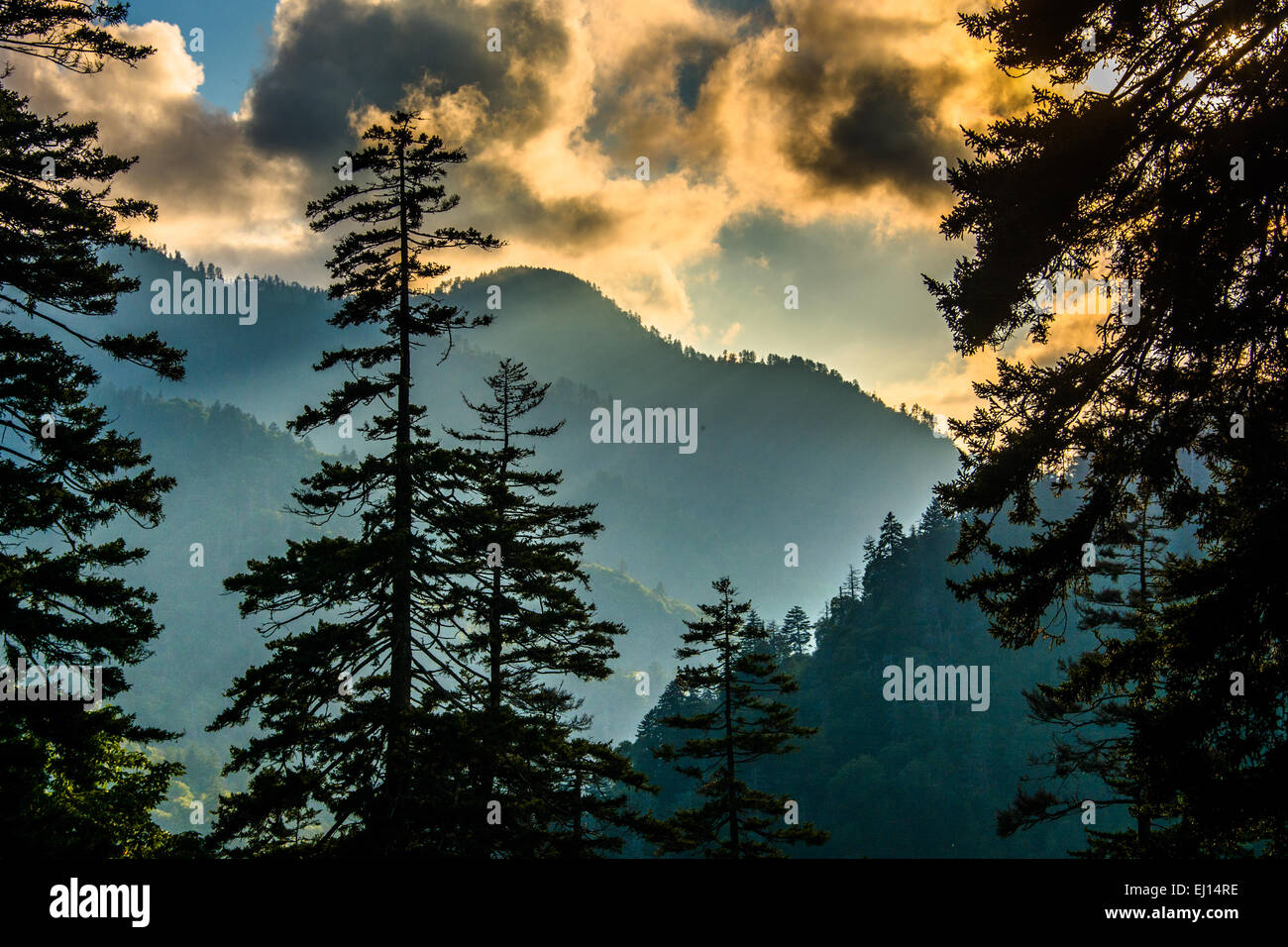 Evening view through pine trees from an overlook on Newfound Gap Road ...