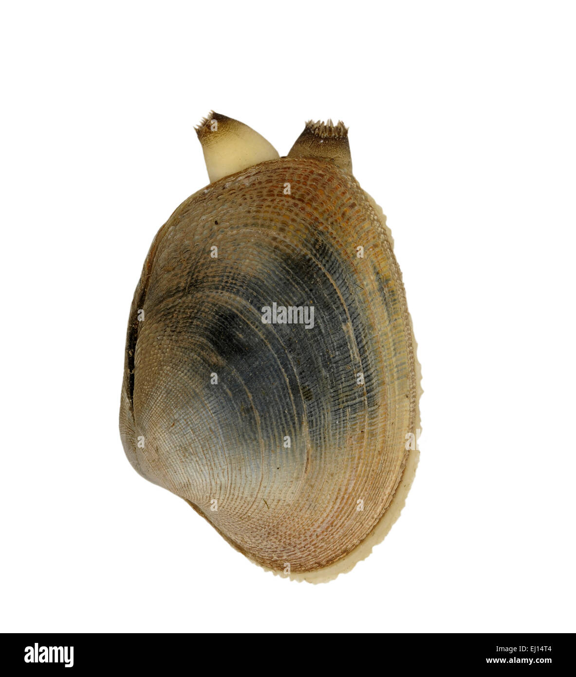 Pullet Carpet Shell - Venerupis senegalensis Stock Photo - Alamy