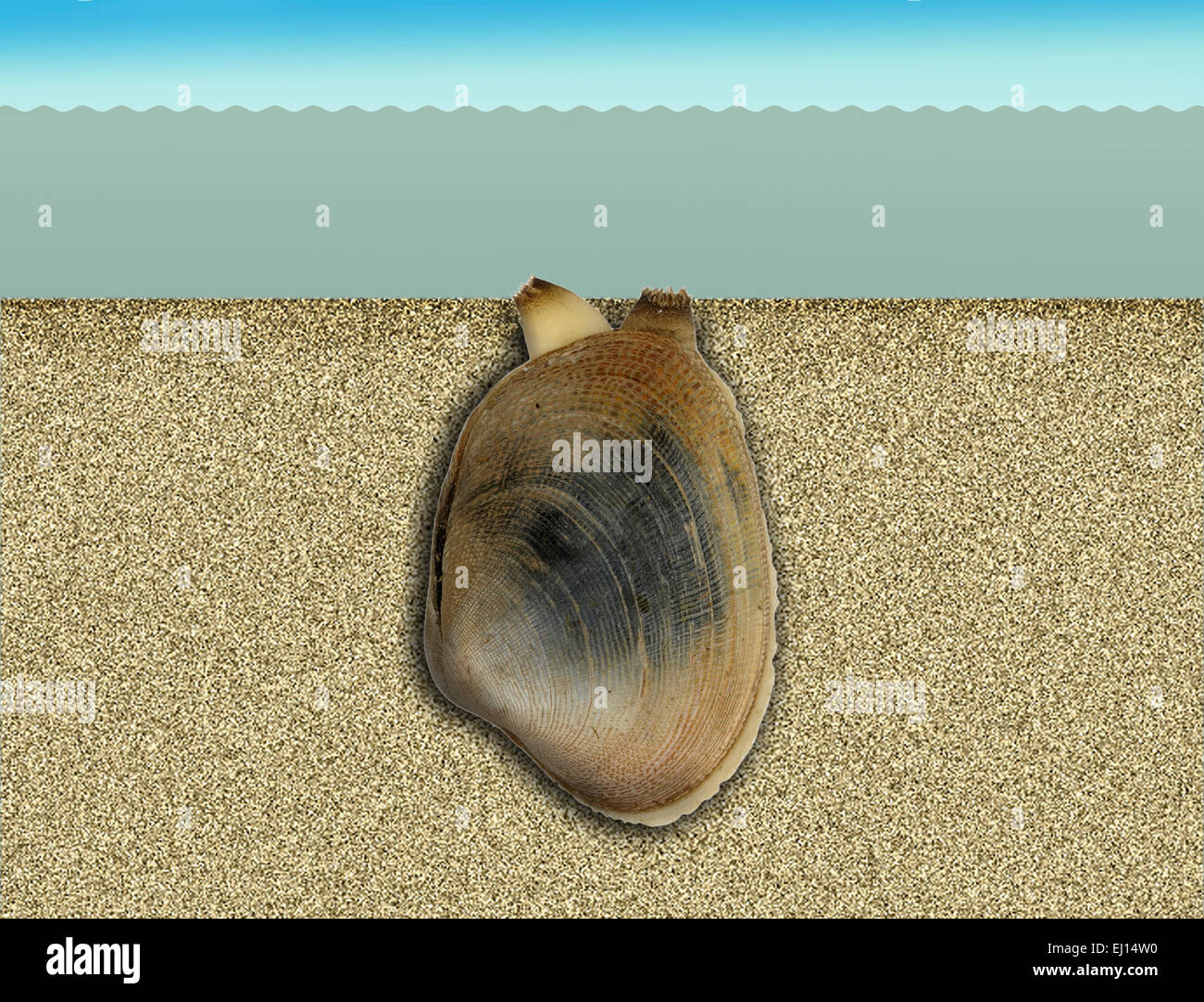Pullet Carpet Shell - Venerupis senegalensis Stock Photo - Alamy